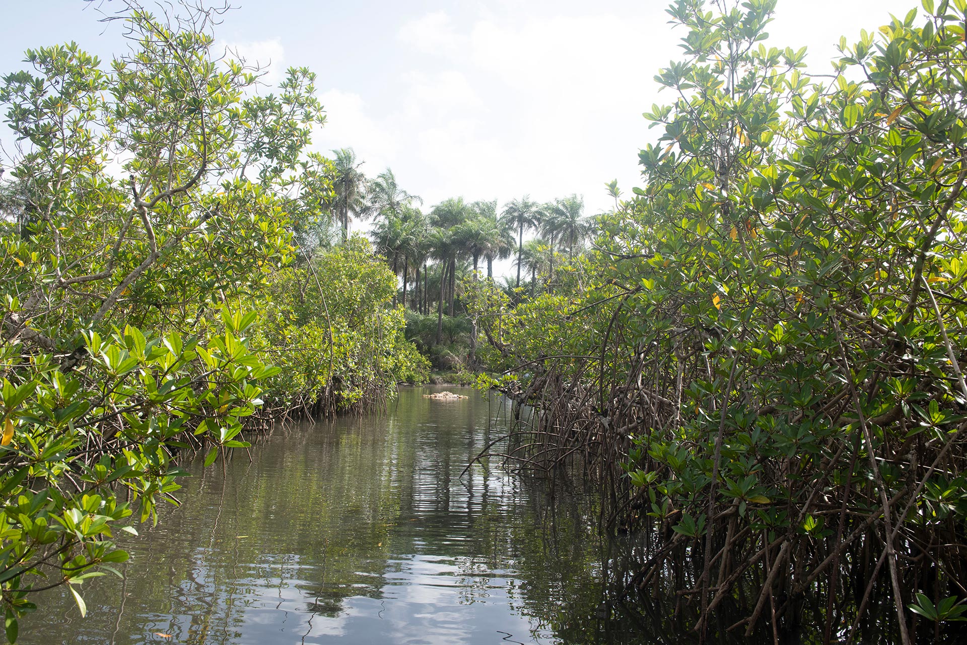 Protected areas in Guinea Bissau - Bio Guinea