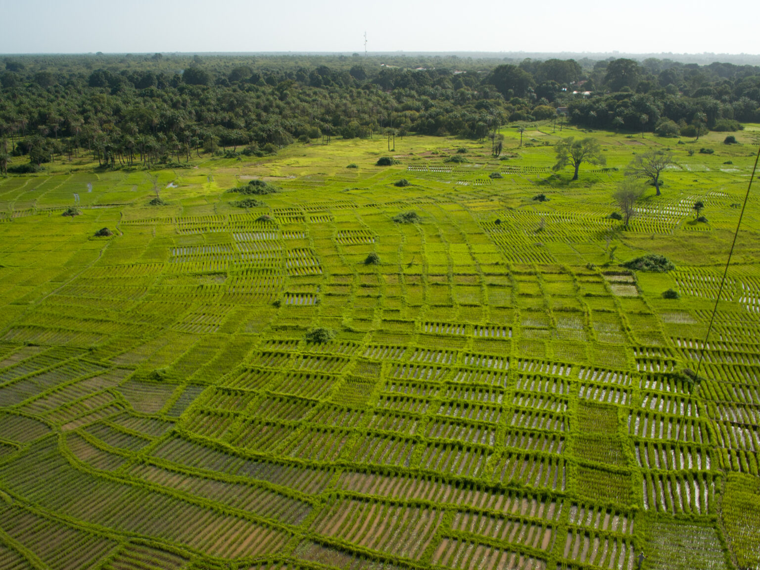 The Cuntabane-Quebo Ecological Corridor - Bio Guinea